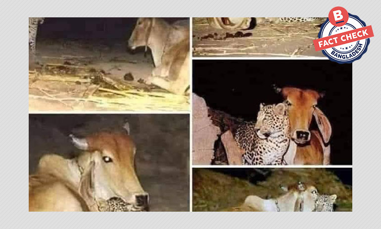 চিতাবাঘ ও গরুর পাশাপাশি বসে থাকার ছবিগুলো ভারতের আসামের নয় | photo ...