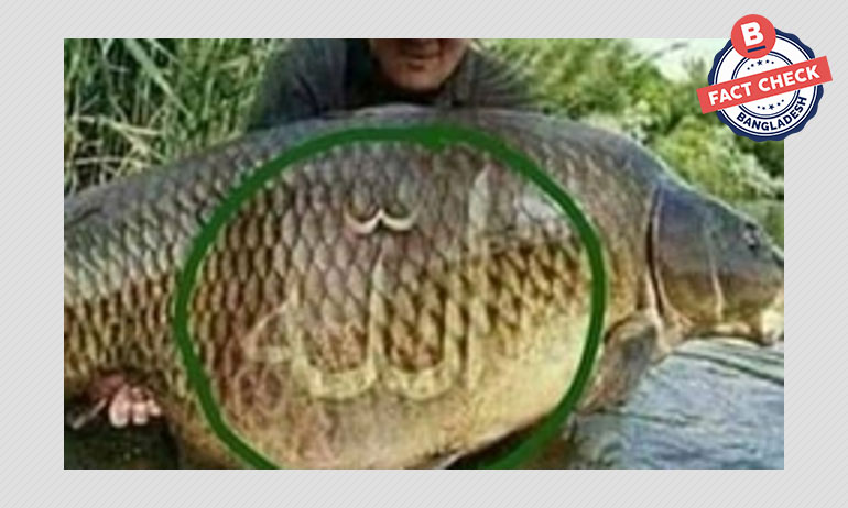 মাছের ছবিটি এডিট করা | fish picture Edited fact check